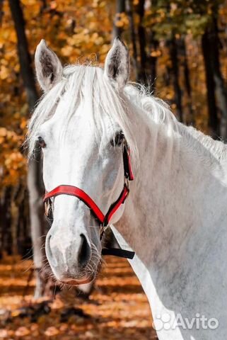 Лошадь. Кобыла