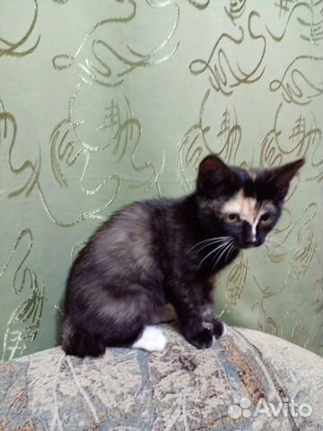 Кошечка в добрые руки