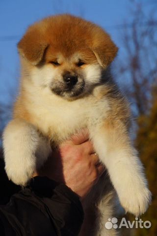 Акита шикарная девочка японочка