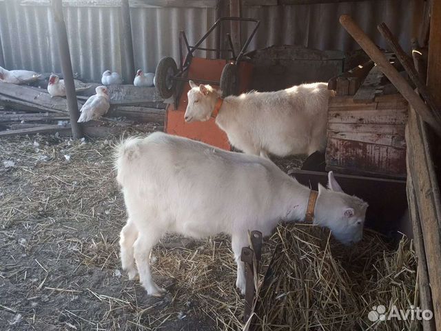 Коза котная