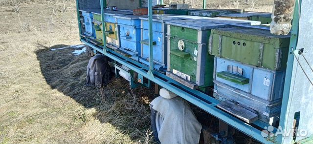 Пчелы карпатка на высадку 1000 за рамку