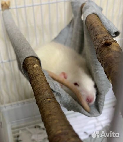 Крыса дамбо с клеткой