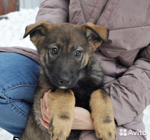 Щенок Юна в добрые руки