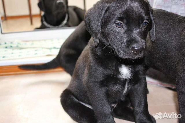 Щенки лабрадора