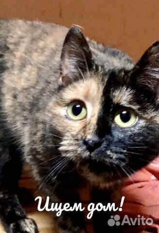 Кошка Карамелька ищет дом