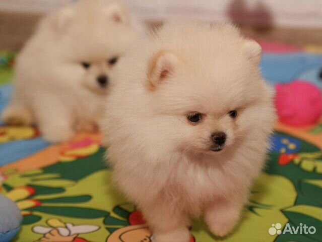 Померанский шпитц