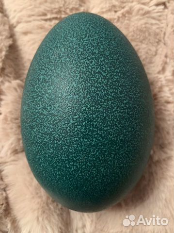 Страусиное яйцо