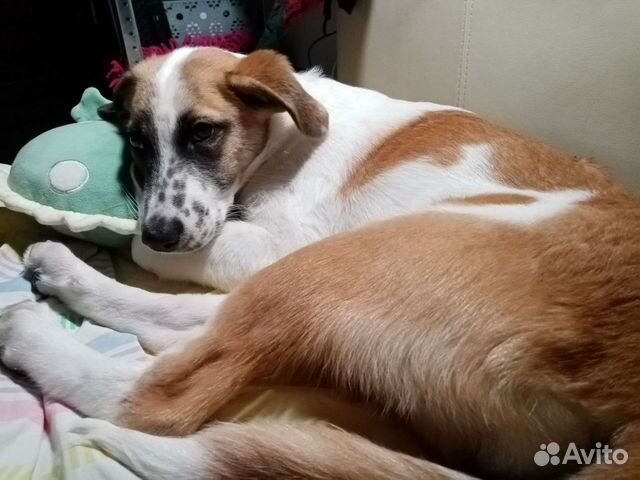 Джек рассел+долматинец