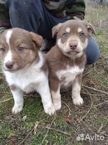 Полукровки аусси