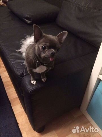 Вязка, случка - чихуахуа мини девочка