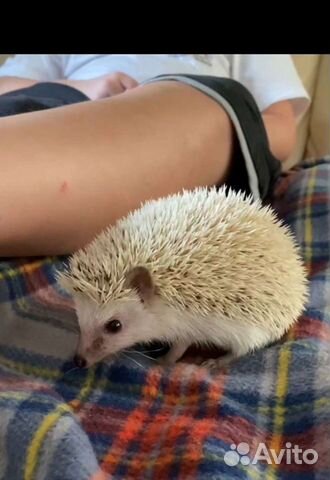 Карликовый африканский ежик