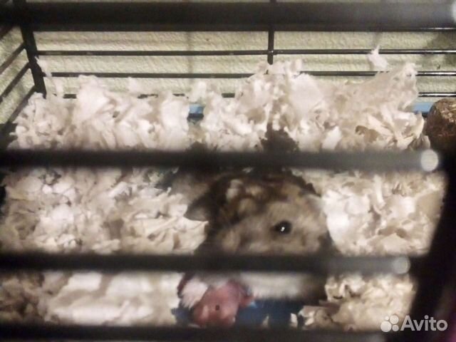 Джунгарский хомяк бесплатно