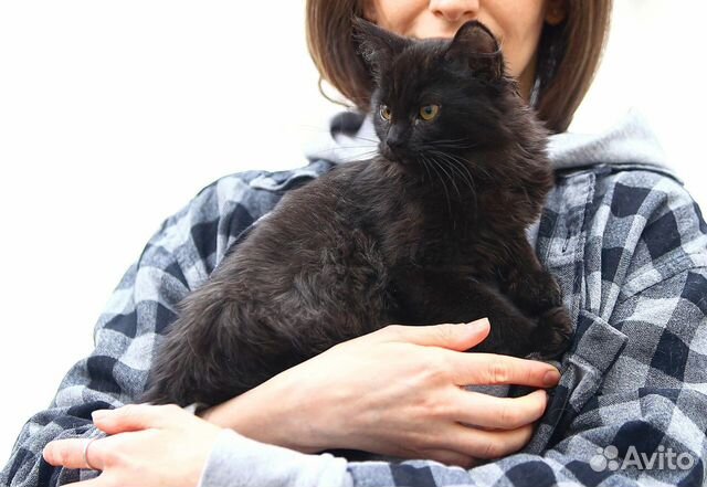 Котенок Черныш в дар