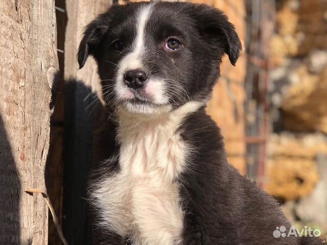 Щенок в добрые руки