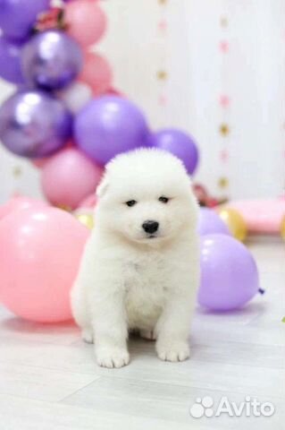 Щенки самоеда