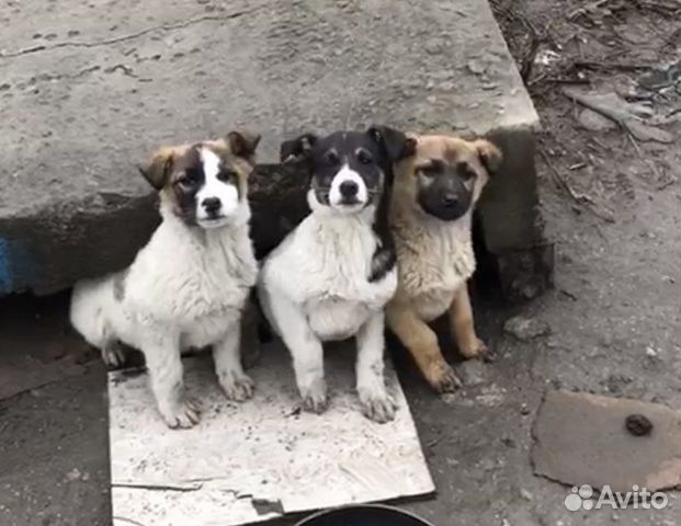 Щенки в добрые руки