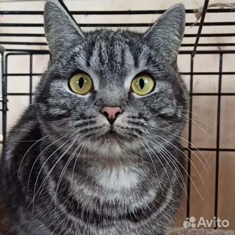 Кошка в добрые руки