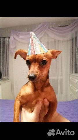 Той-терьер щенки девочка