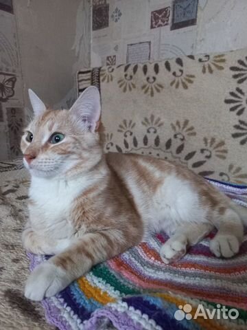 Котята, отдам в добрые руки