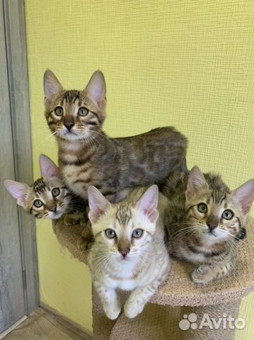 Бенгальские котята