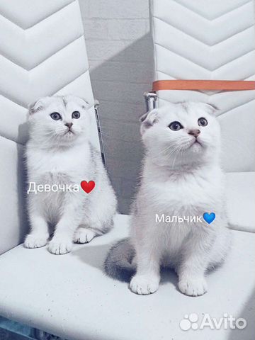 Скоттиш фолд котята ns11
