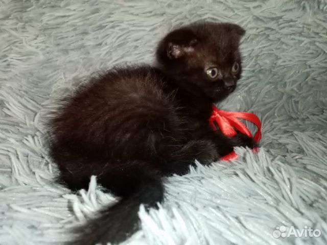 Шотландская вислоухие котята