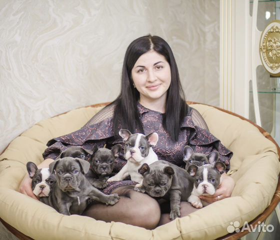 Голубые французики