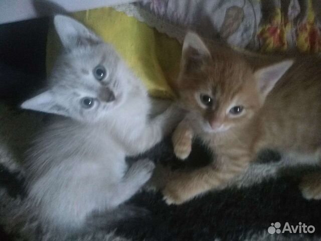 Котята невские маскарадные