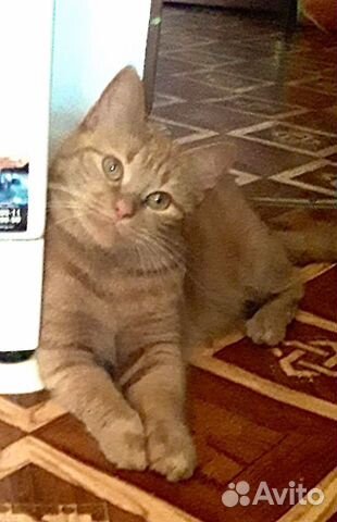 Кошка Рыжее Чудо в дар в добрые руки на счастье