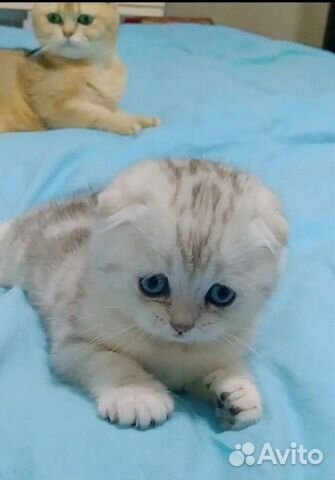 Шотландская вислоухая девчушка