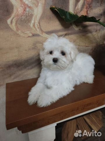 Мальчишечка Мальтезик