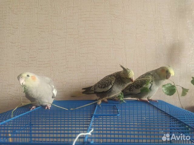 Корелла птенцы