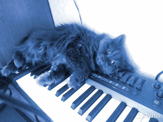 Кошка в дар бесплатно