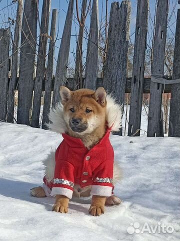 Щенок Сиба самая маленькая акита