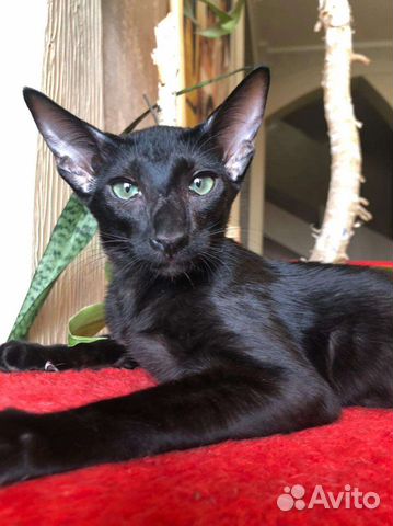 Ориентальная чёрно-бриллиантовая