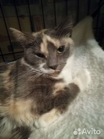 Котенок Белка 8-ми месяцев