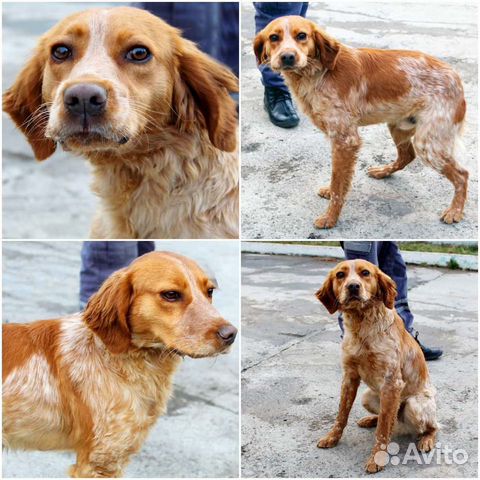 Солнечный Санни ждет своего человека