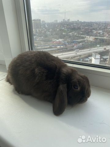 Кролик вислоухий декоративный