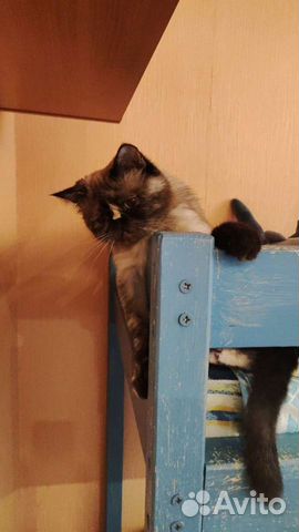 Экзотическая короткошерстная кошка