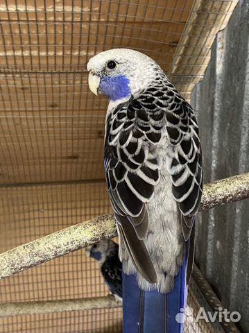 Ожереловые, шалевые кореллы, пирруры, розеллы, сен