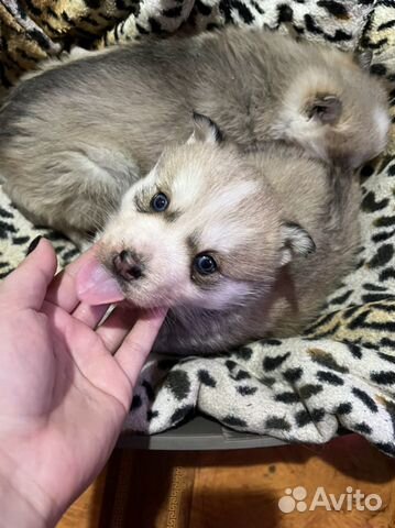 Малыши хаски