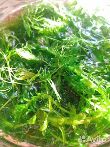 Водоросли для аквариума