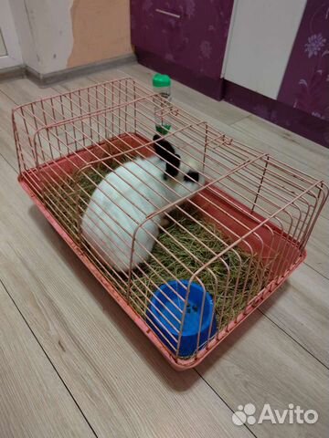 Декоративные кролики рекс