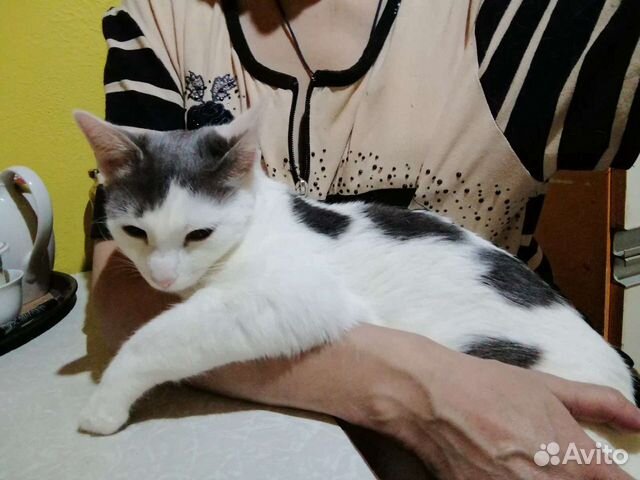 Кошечки- ласкуши в добрые ручки