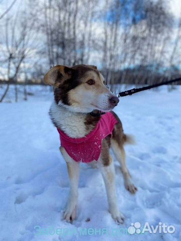Собака в добрые руки