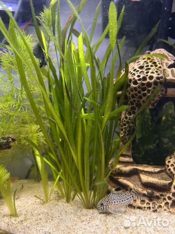 Аквариумное растение