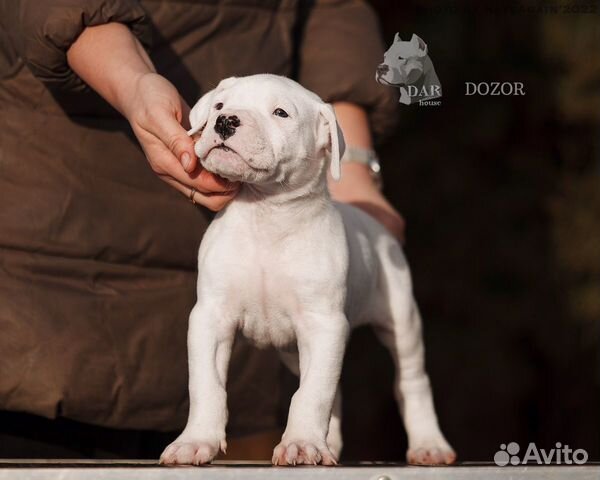 Аргентинский дог