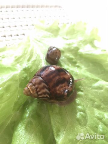 Ахатины малыши в добрые руки