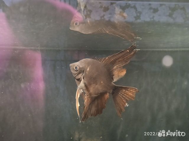 Пельвикахромис, скалярии