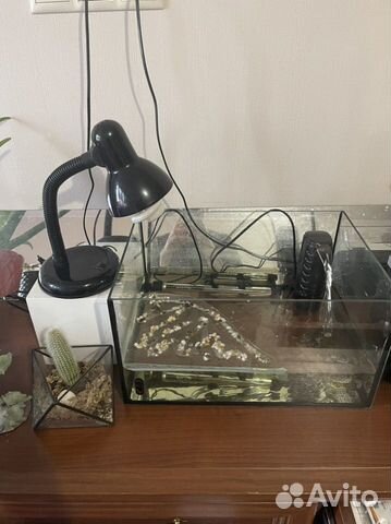 Красноухая черепаха с аквариумом